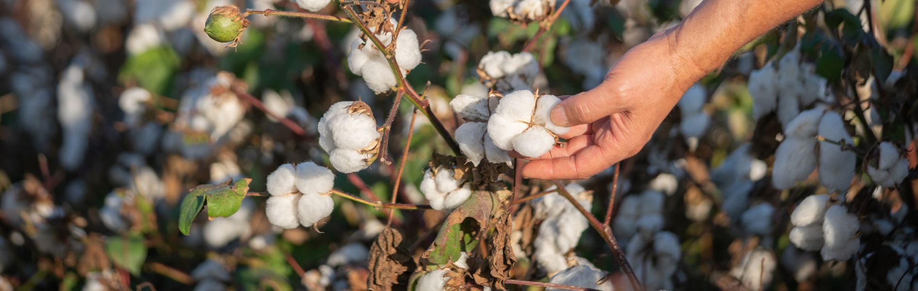 Understanding different types of cotton